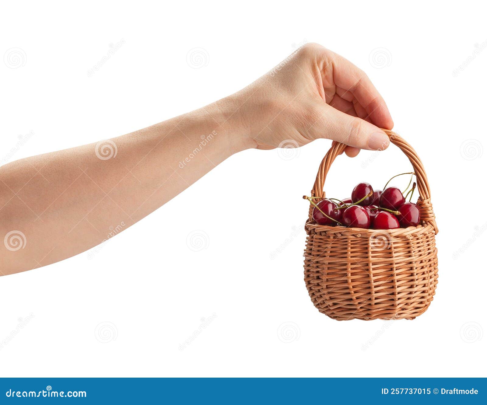 Red cherries in hand stock image. Image of studio, group - 257737015