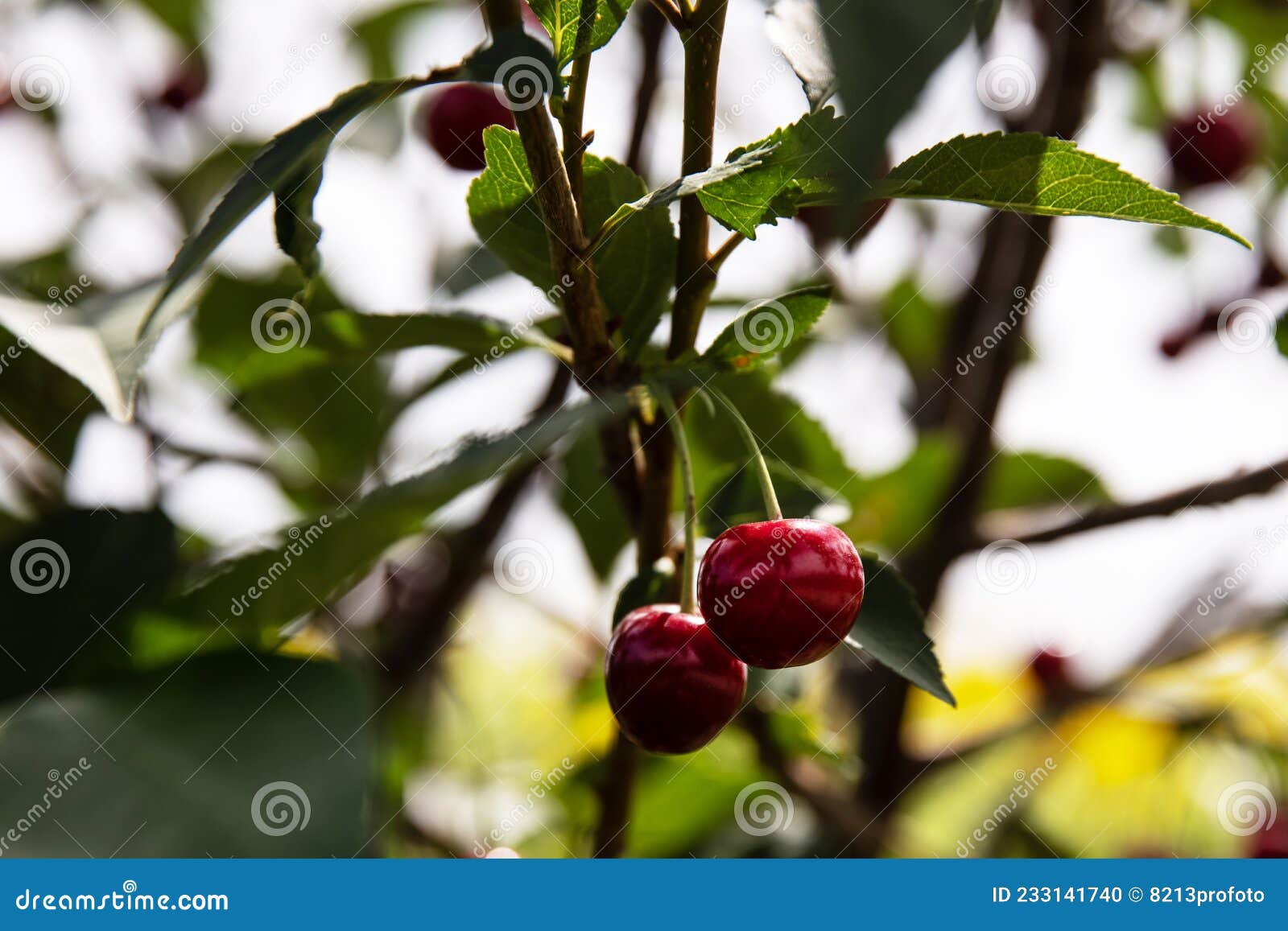 Red Cherries Hanging on a Cherry Tree Branch, Red Cherries on Tree in ...