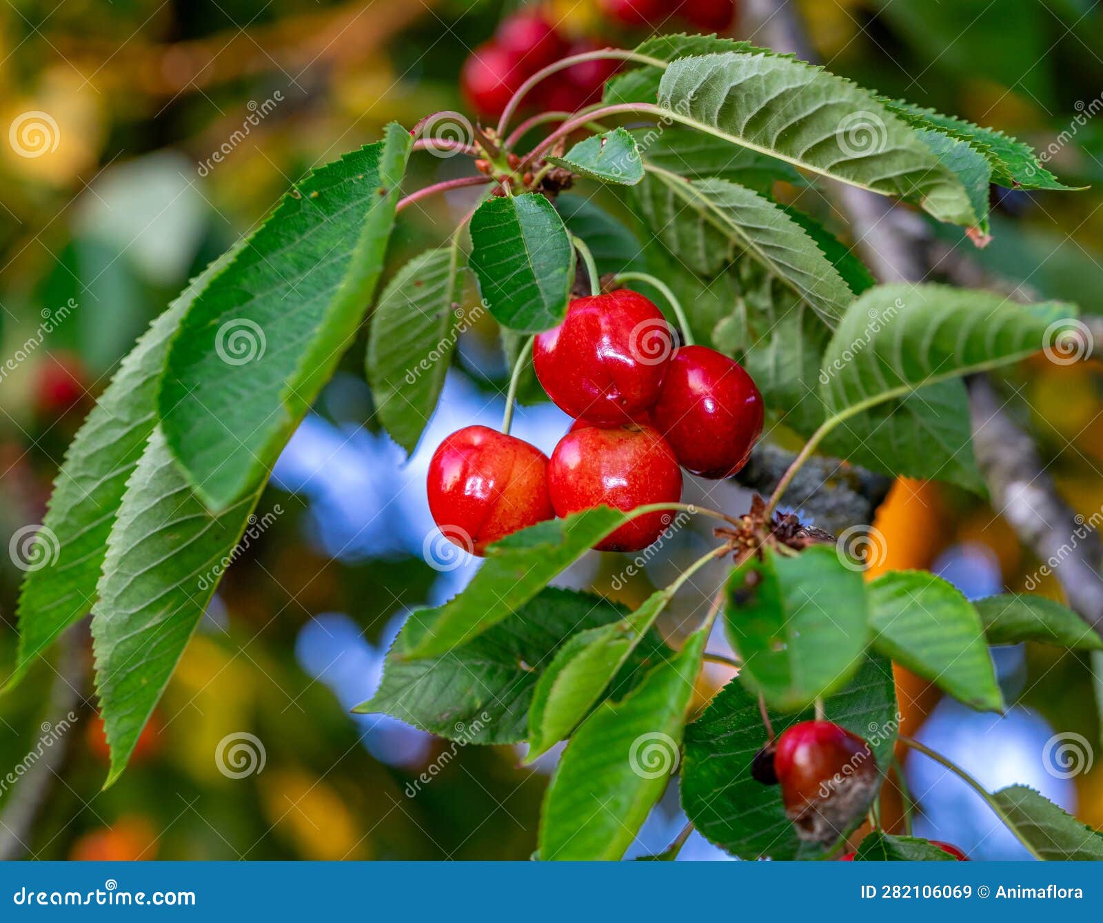 Red Cherries (Prunus Avium) on the Tree Stock Image - Image of garden ...