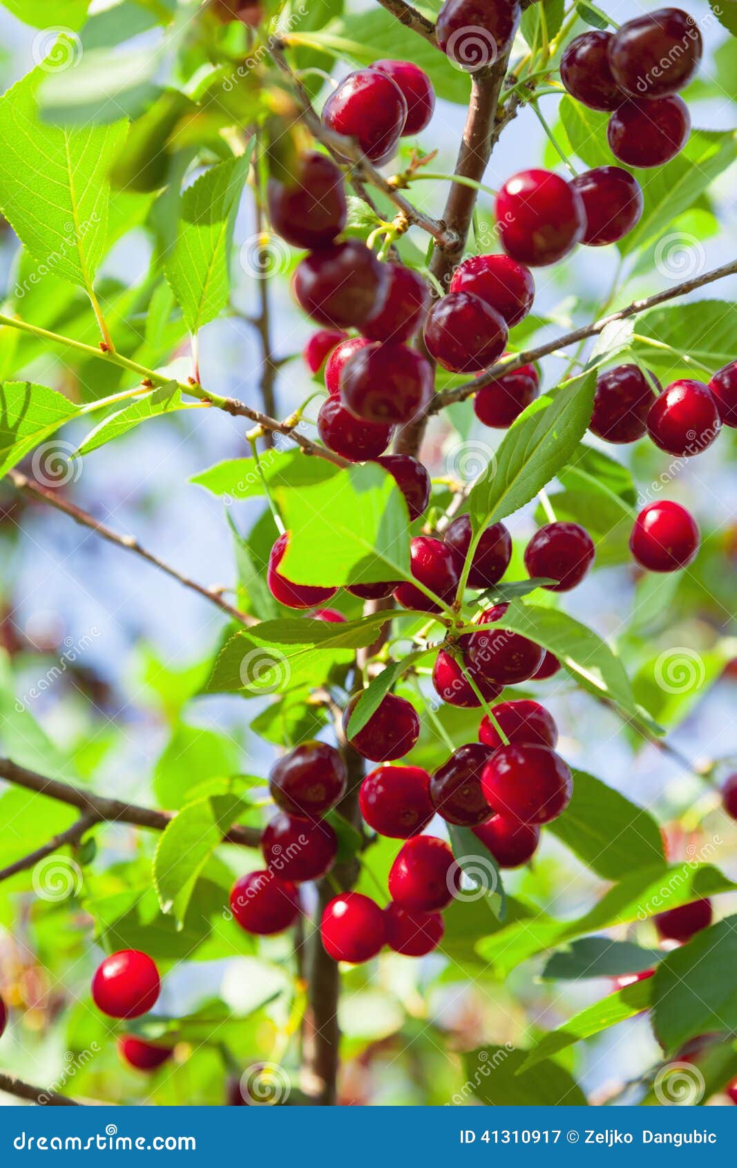 Red cherries on a tree stock image. Image of farm, group - 41310917