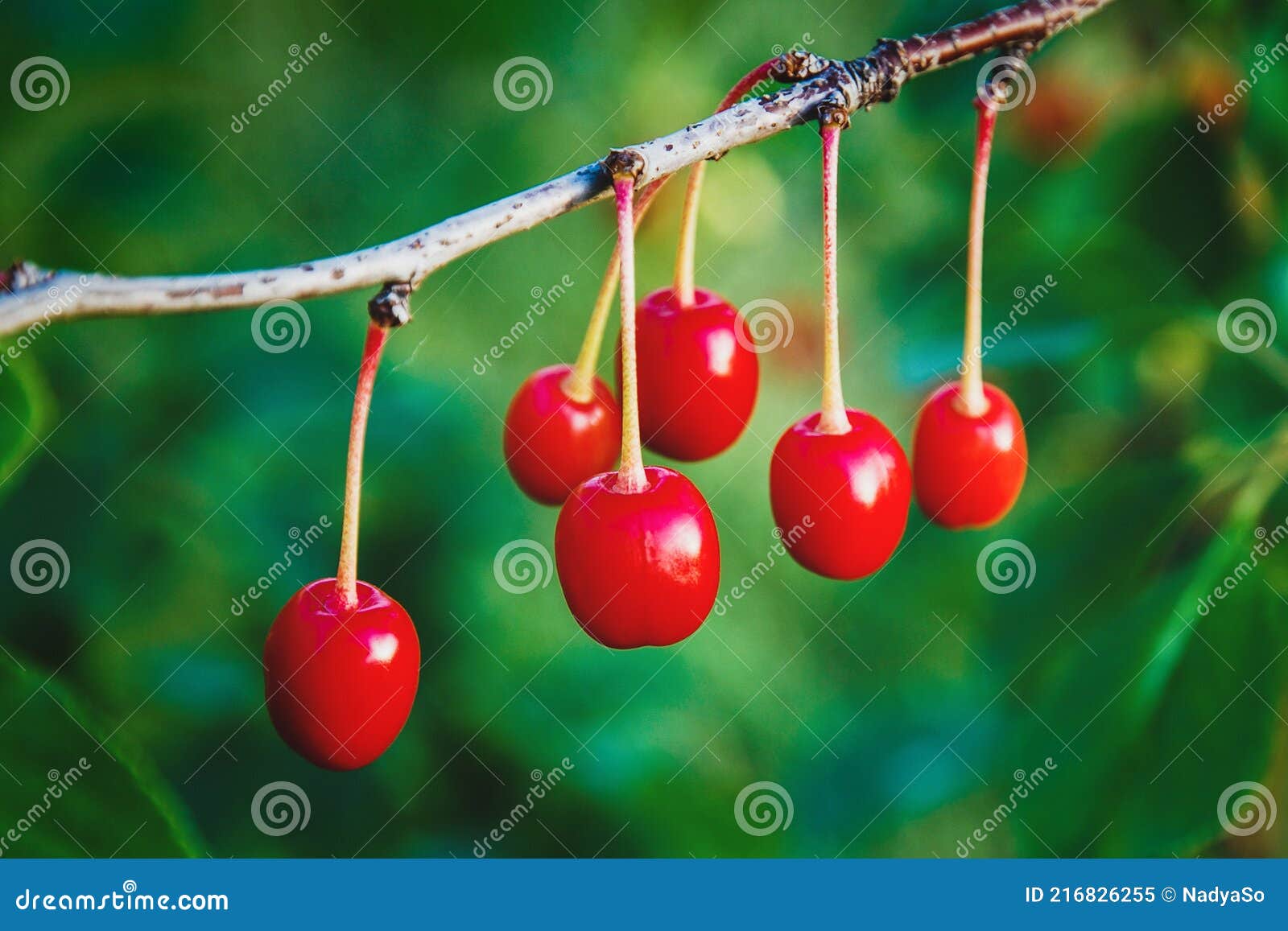 Red Cherries on Tree Branch, Cherry Fruit Growing Stock Image - Image ...