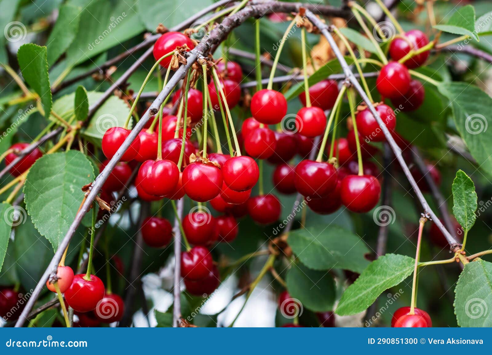 Red Cherries on a Tree Branch Closeup Stock Photo - Image of plant ...