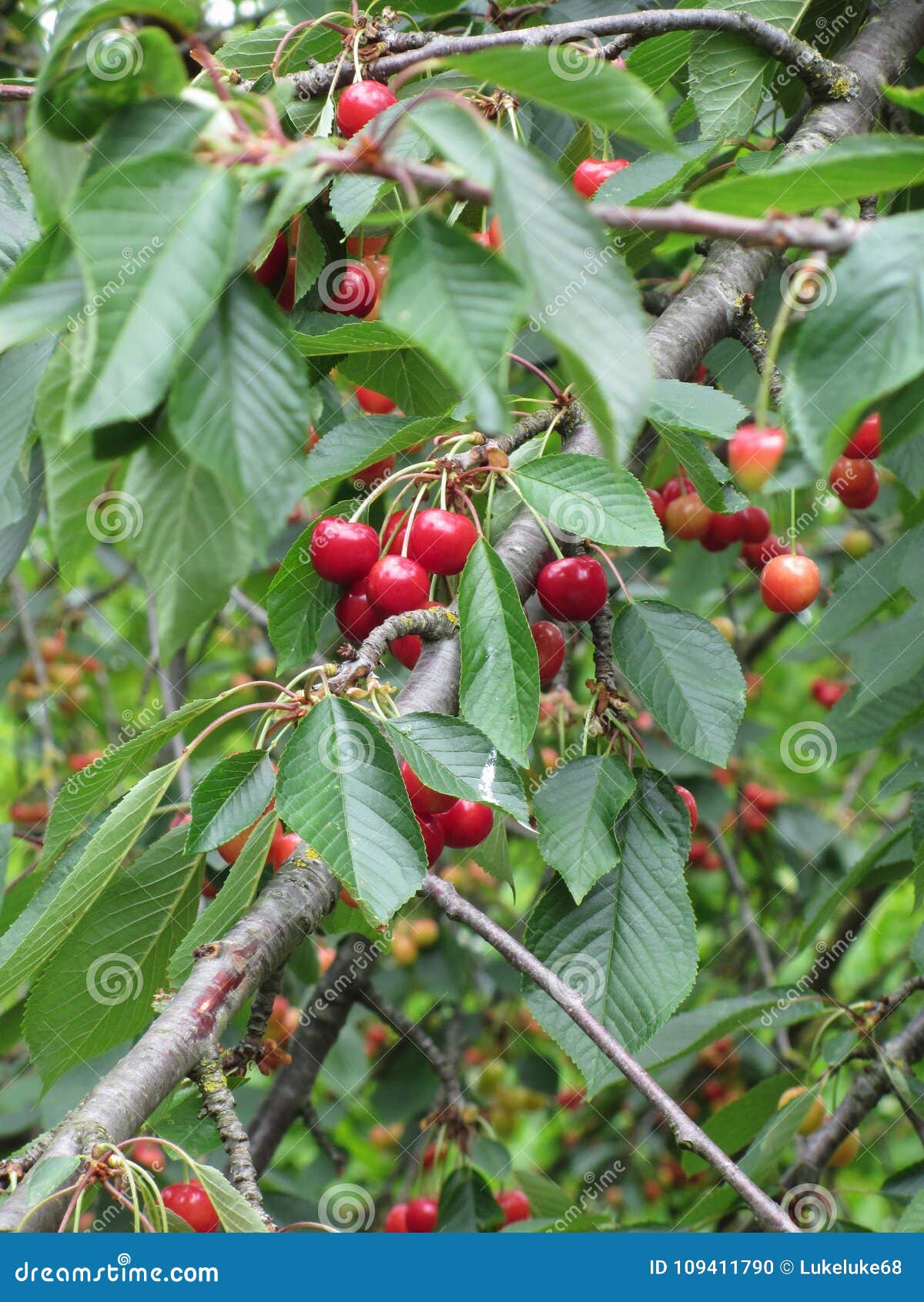 Red Cherries on Tree in Cherry Orchard Stock Photo - Image of diet ...