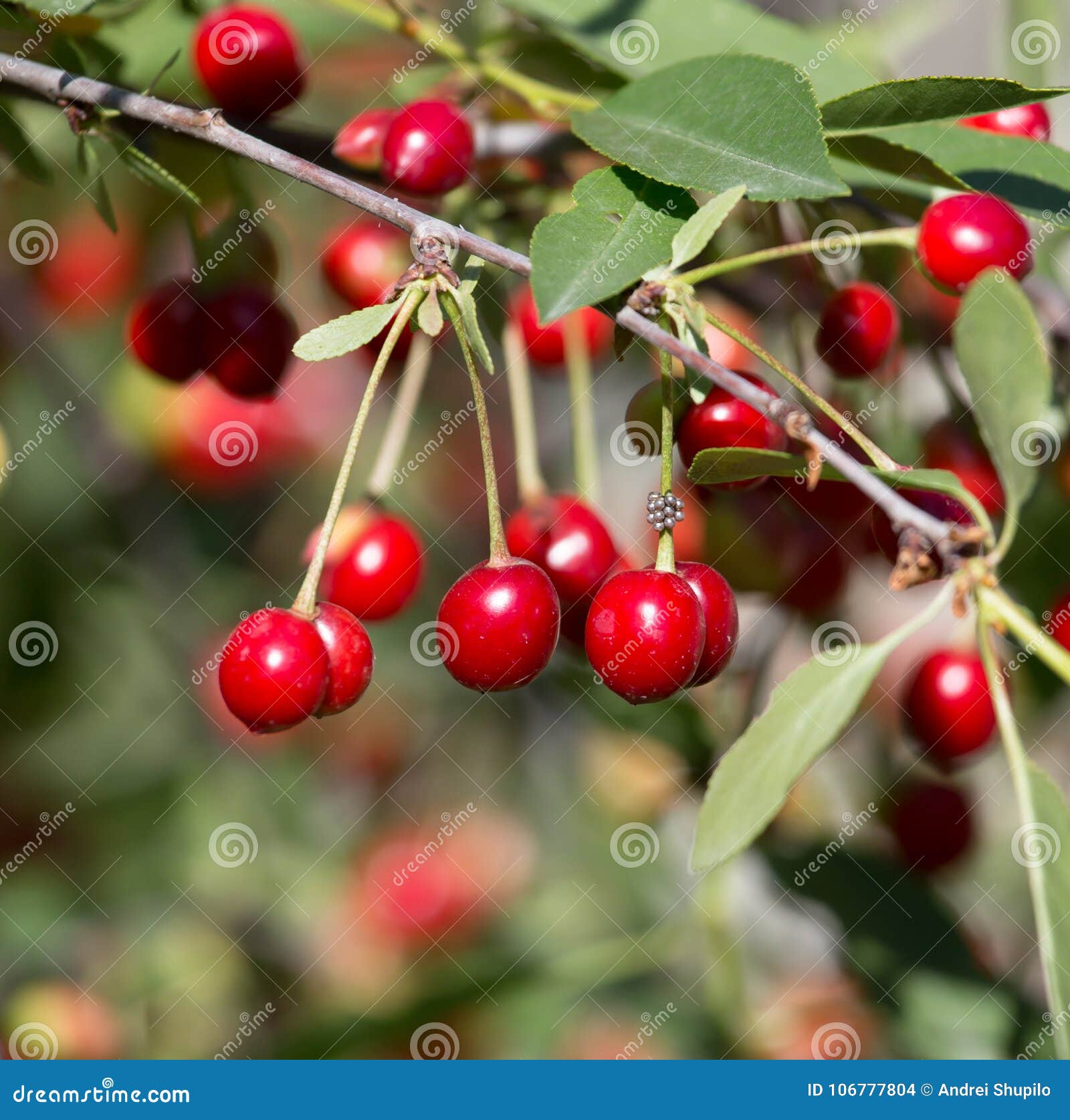 Red Cherries on the Tree in Nature Stock Photo - Image of nutritional ...