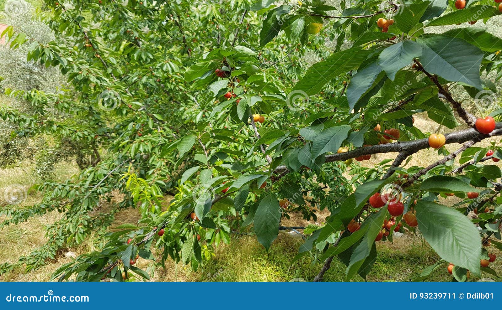 Red Cherries on a tree stock image. Image of fruit, tree - 93239711