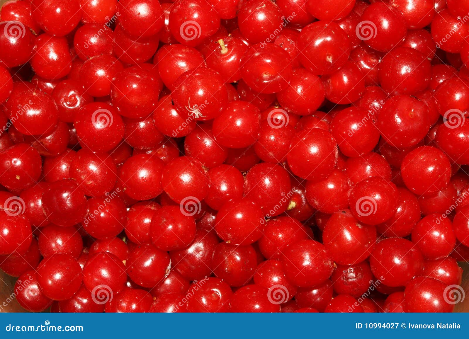 Red cherry stock image. Image of cherry, harvesting, color - 10994027