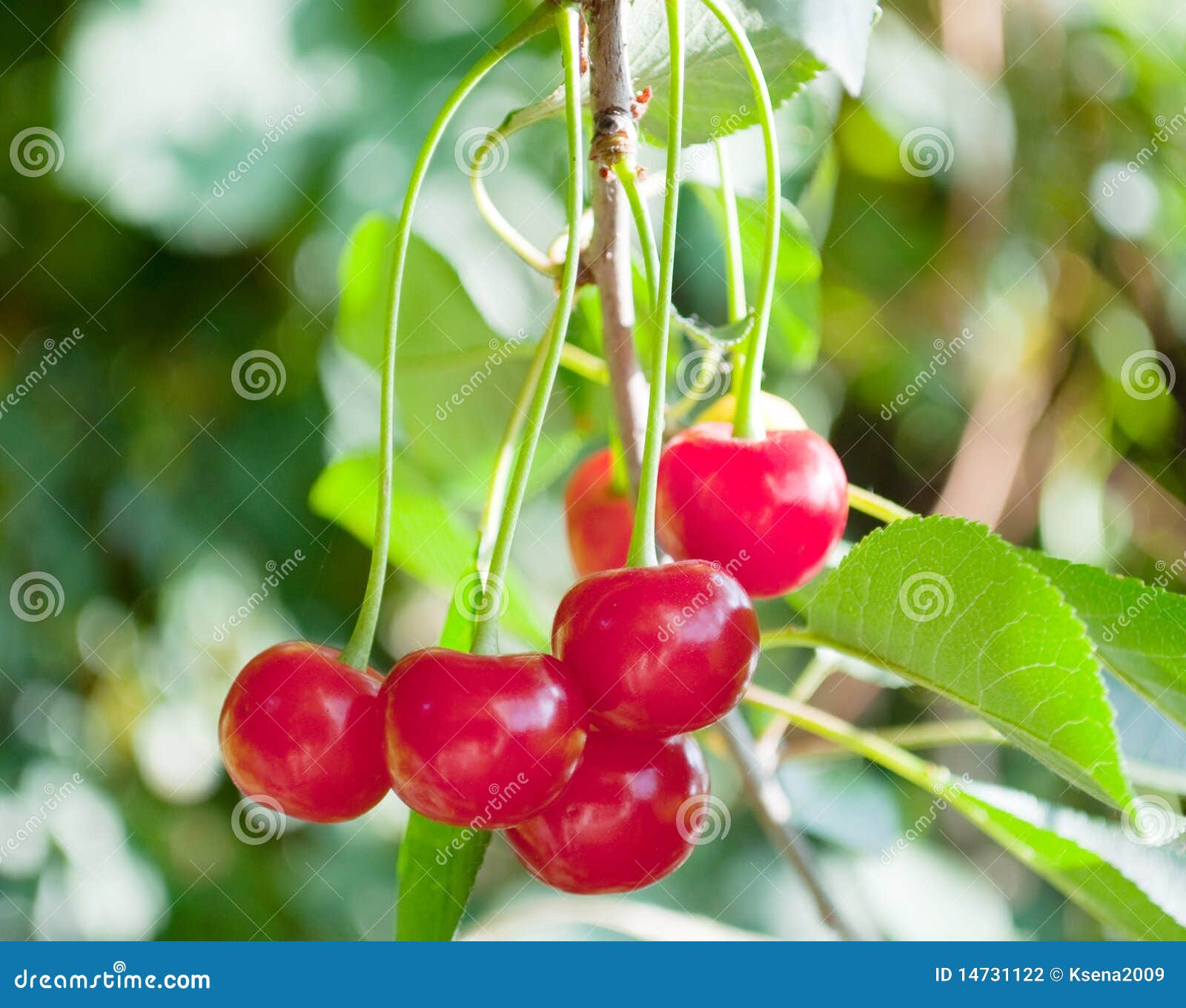 Red cherry stock photo. Image of high, bunch, bright - 14731122