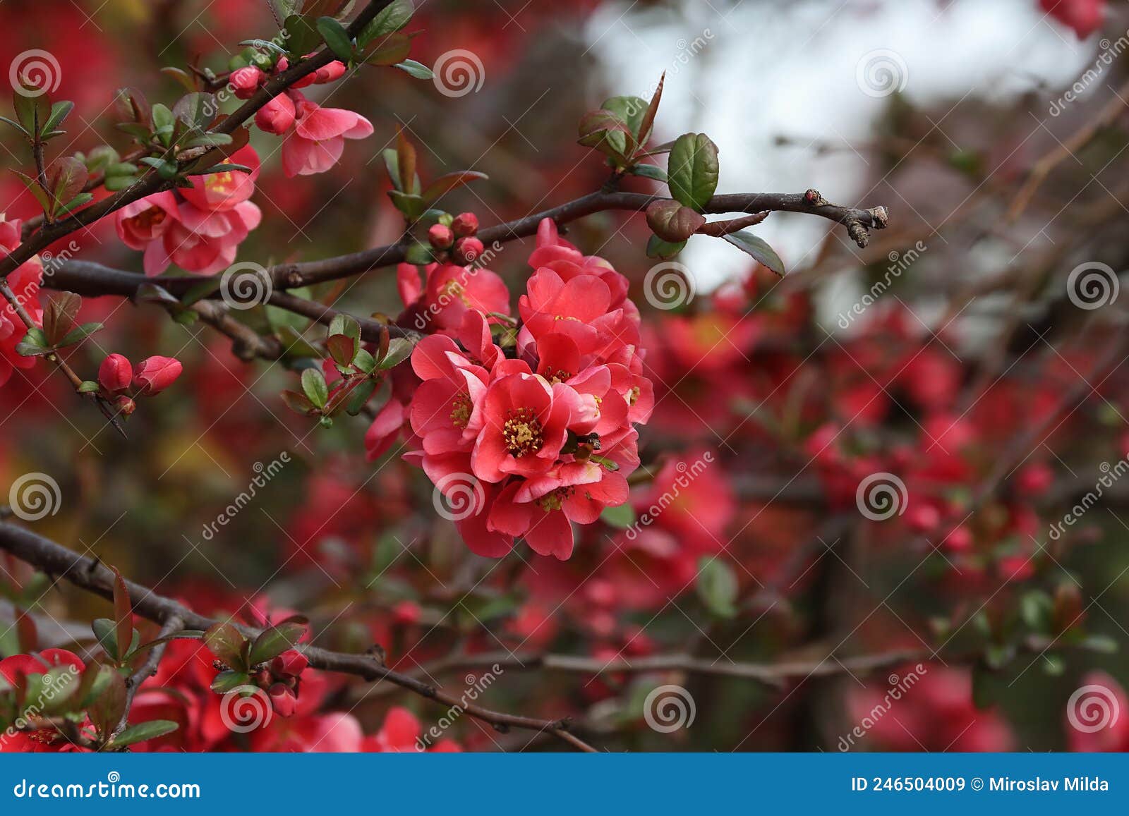 Red cherry blossom stock image. Image of blossoming - 246504009