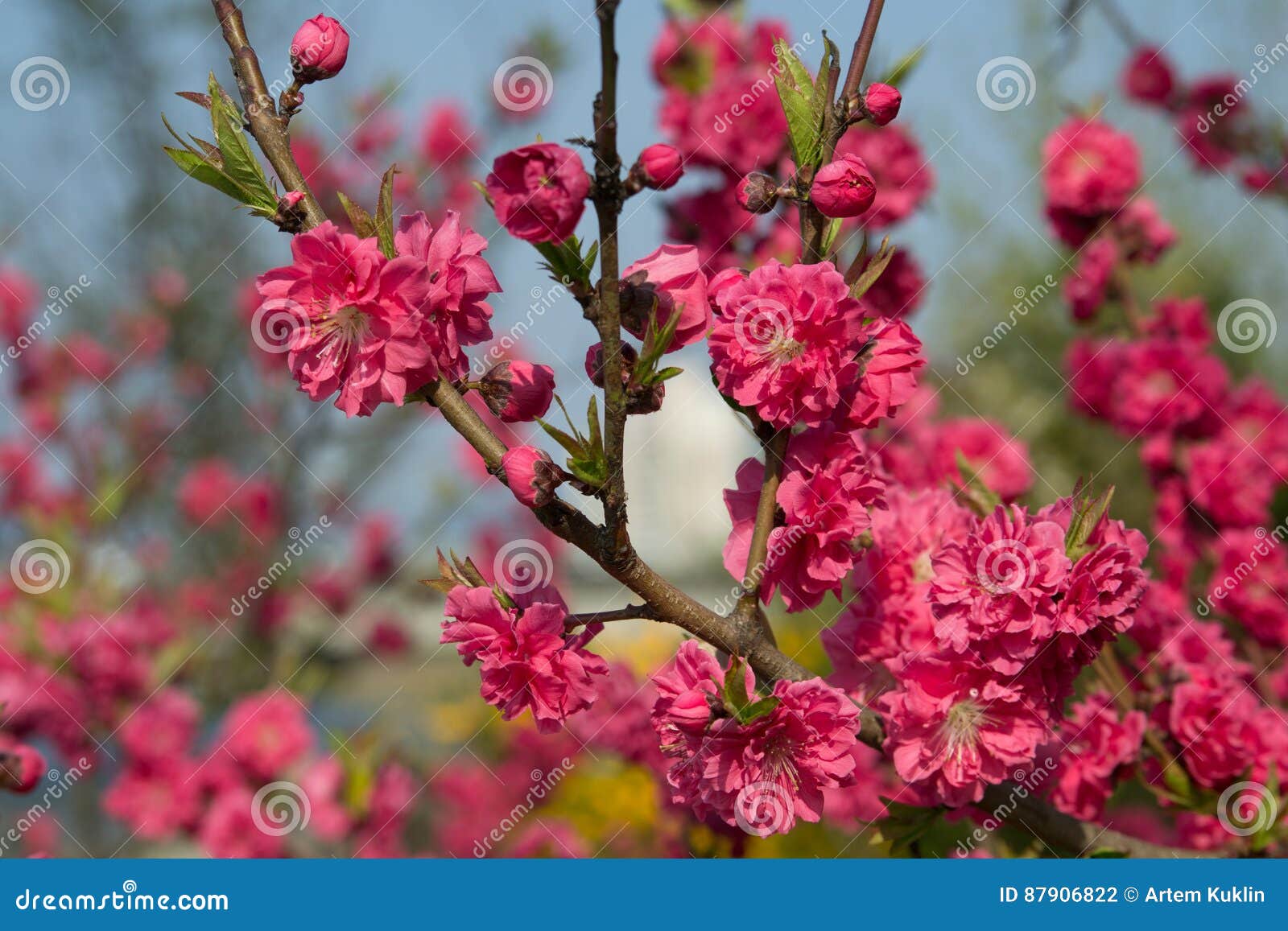 Red cherry blossom stock photo. Image of field, display - 87906822