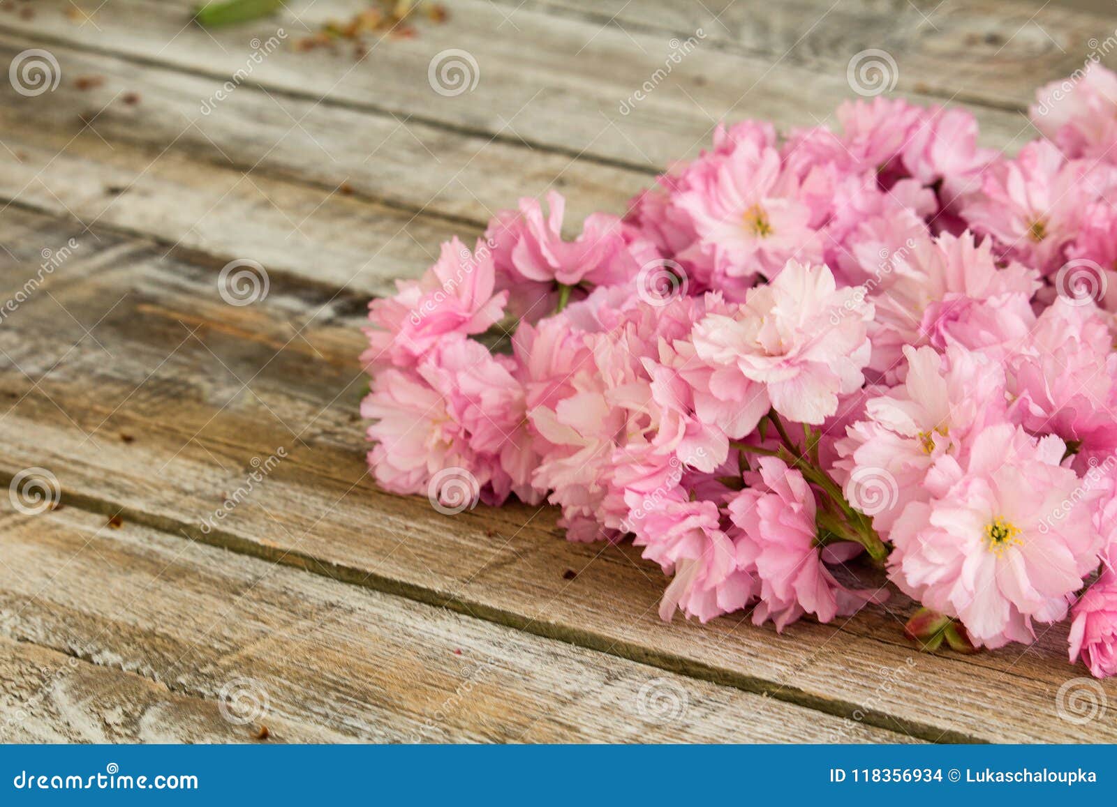 Red Cherry Blossom on White Wood Texture Stock Photo - Image of nature ...