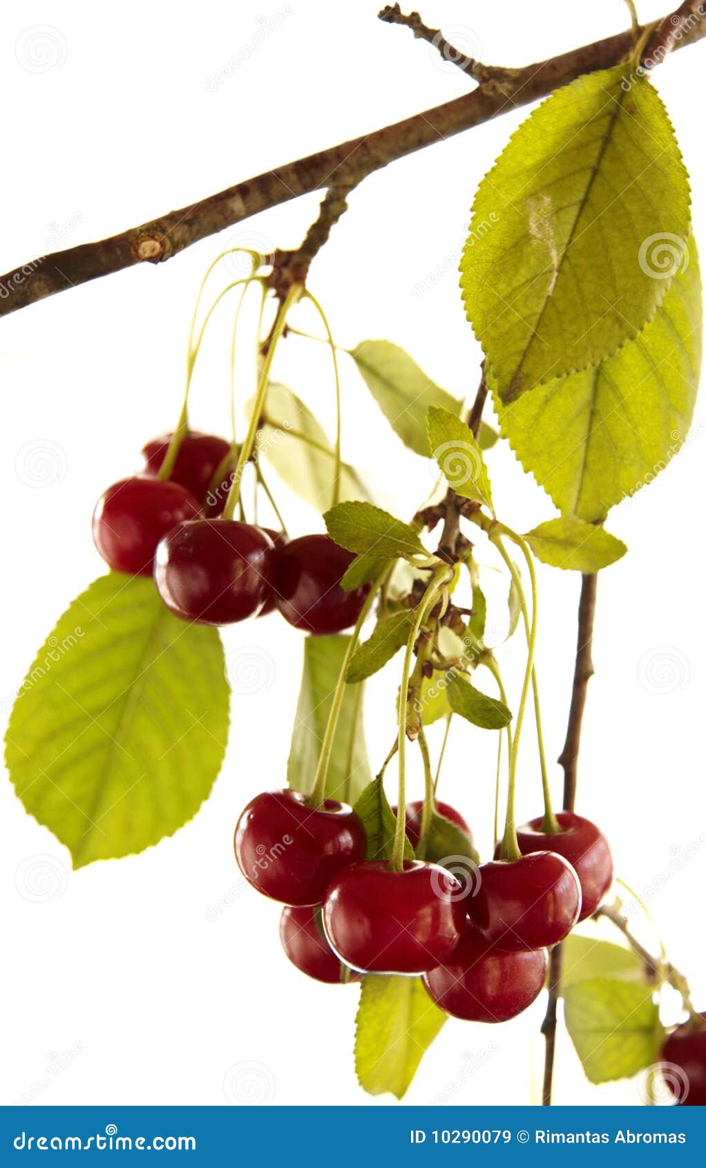 Red cherry on branch stock image. Image of branch, freshness - 10290079