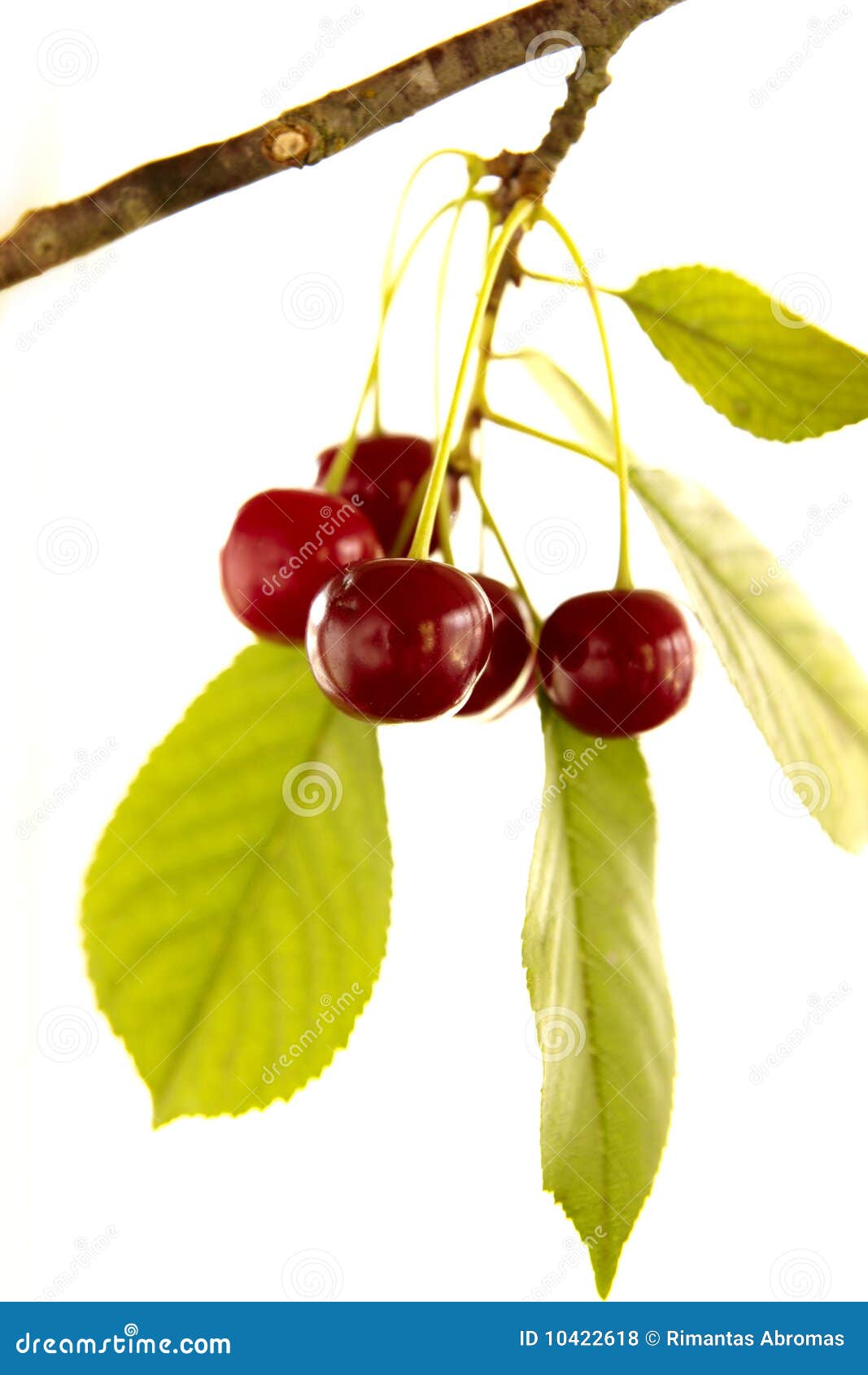 Red cherry on branch stock photo. Image of cherry, leaf - 10422618