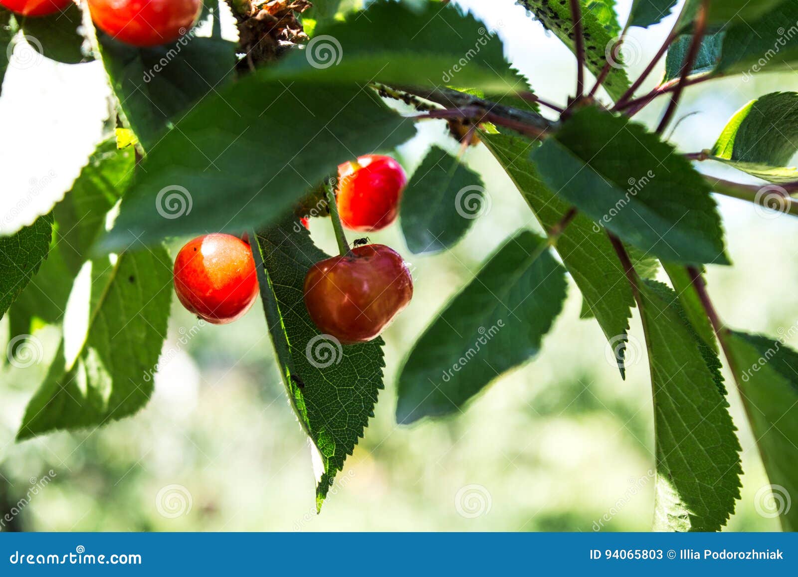 Red Cherry on a Branch in the Garden Stock Image - Image of berry, food ...