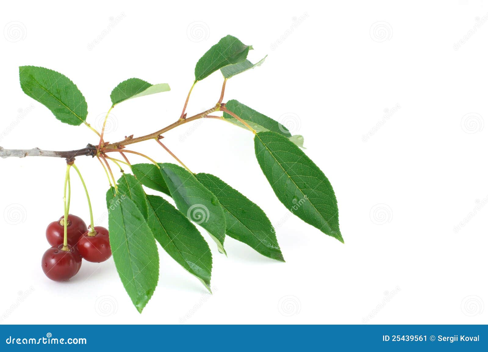 Red cherry branch isolated stock image. Image of natural - 25439561