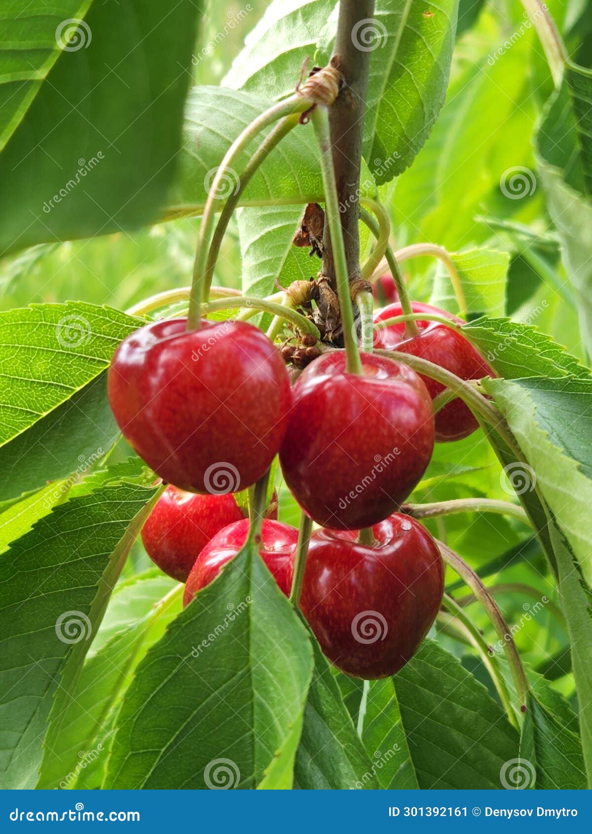 Red Cherry on a Branch. Ripe Cherry Fruits Stock Image - Image of bunch ...