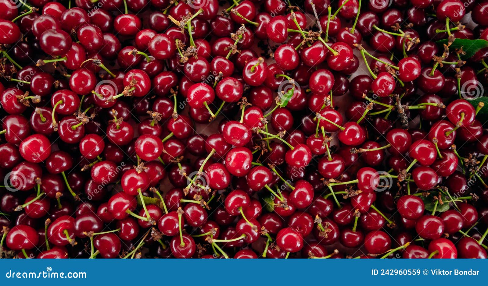 Red Cherry. Bunch of Ripe Cherries with Stems Stock Image - Image of ...