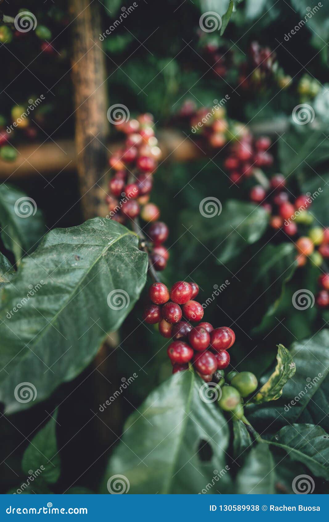 Red Cherry Coffee Beans Arabica in Nature Stock Photo - Image of gold ...