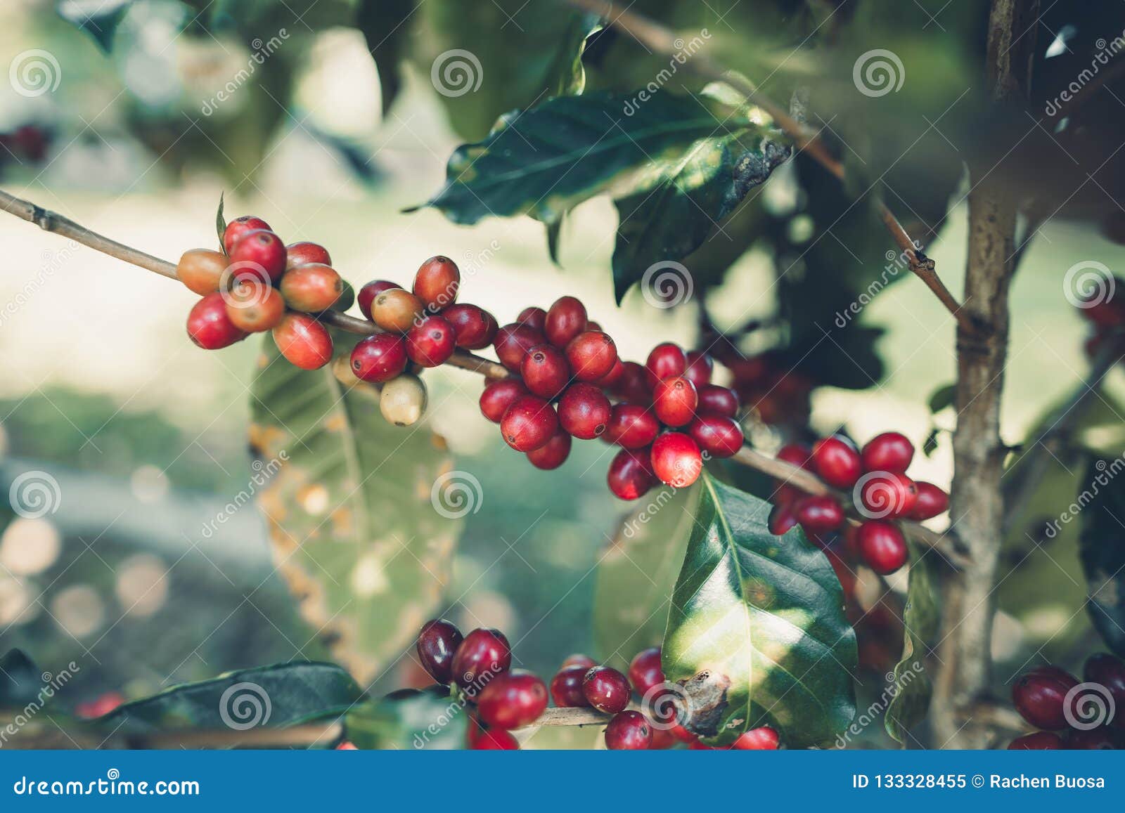 Red Cherry Coffee Beans Arabica in Nature Stock Image - Image of fresh ...