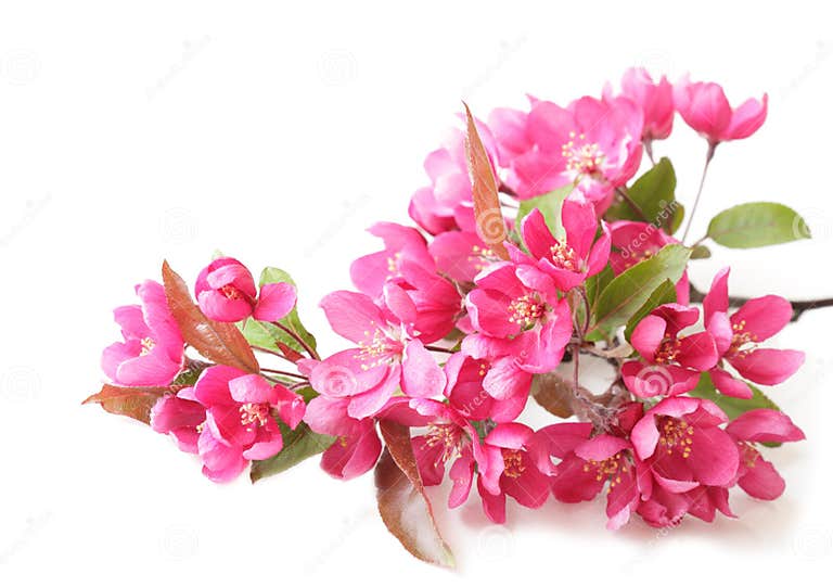 Red cherry flowers stock image. Image of arrangement - 11755929