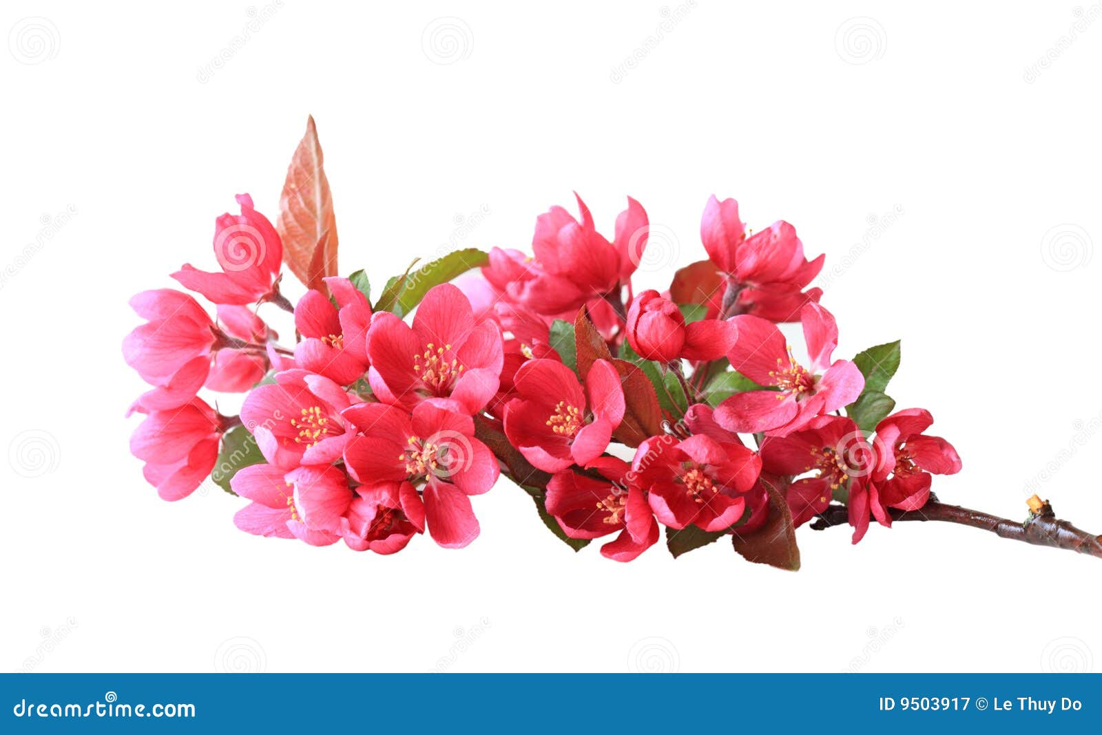 Red Cherry Flowers stock image. Image of summer, floral - 9503917