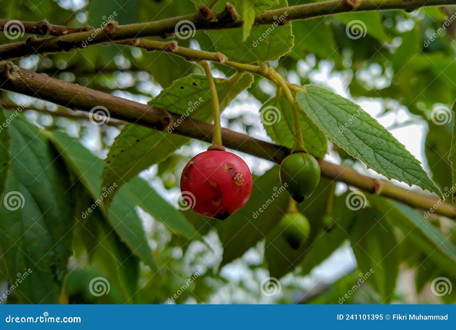 Red Cherry Fruit from Indonesia Stock Image - Image of plant, garden ...