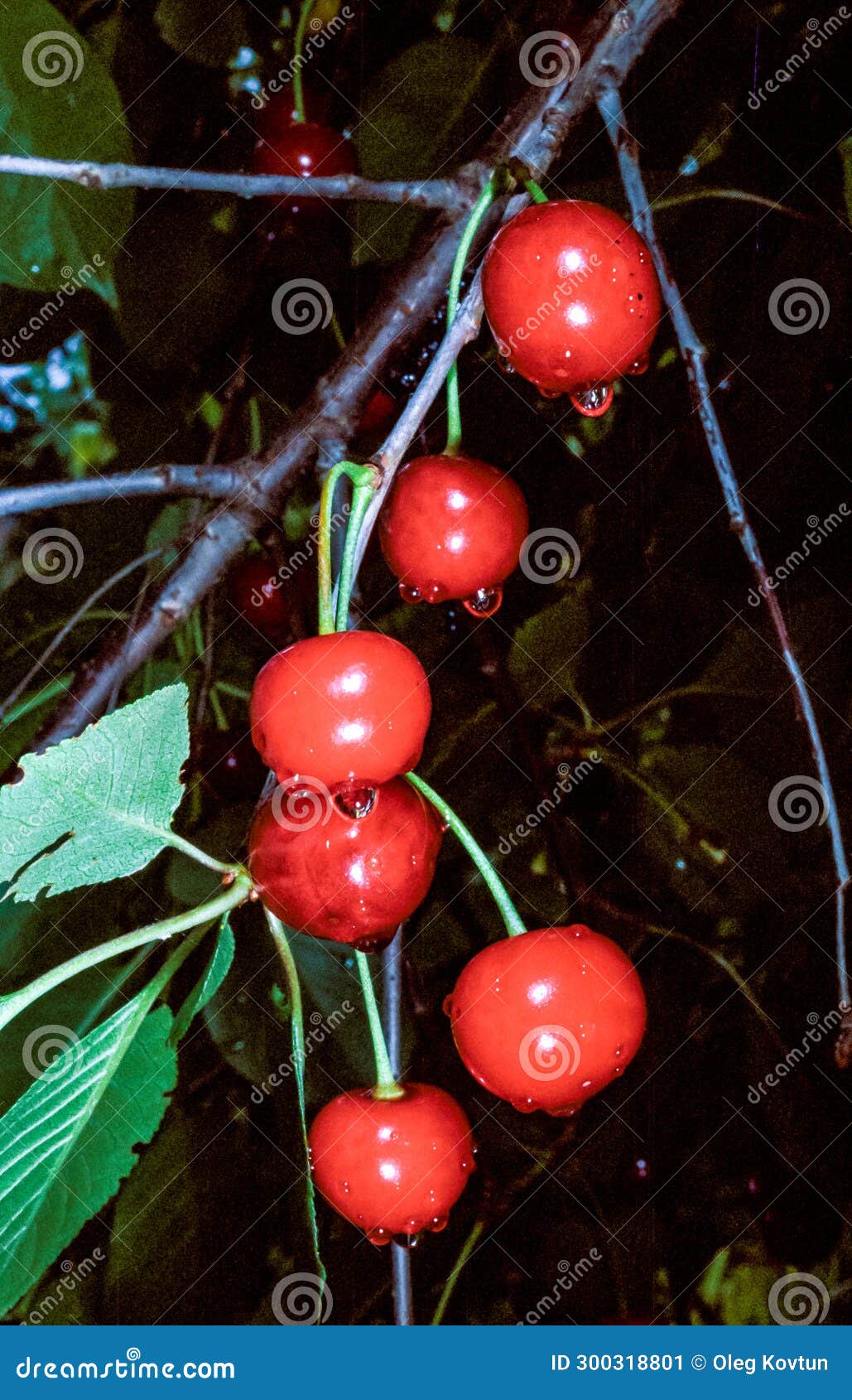 Red Cherry Fruits with Water Drops after Rain, Ukraine Stock Image ...