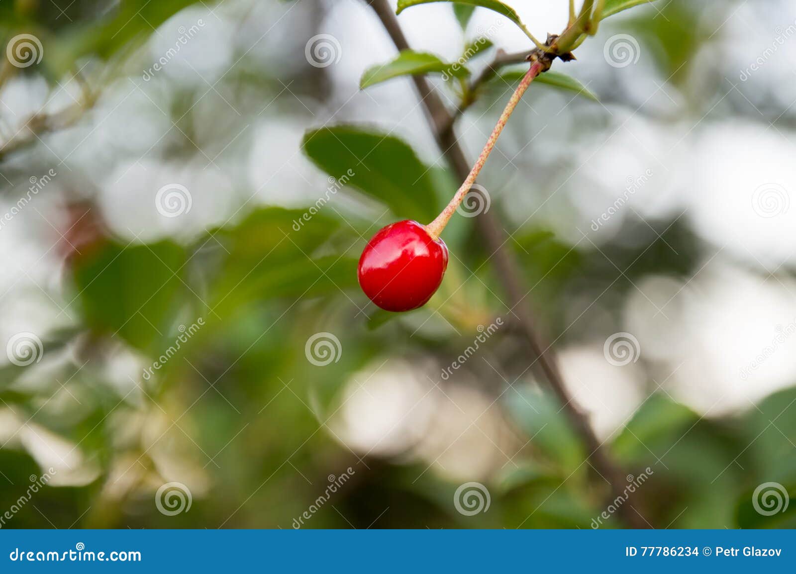 Red cherry stock photo. Image of color, pastry, ingredient - 77786234