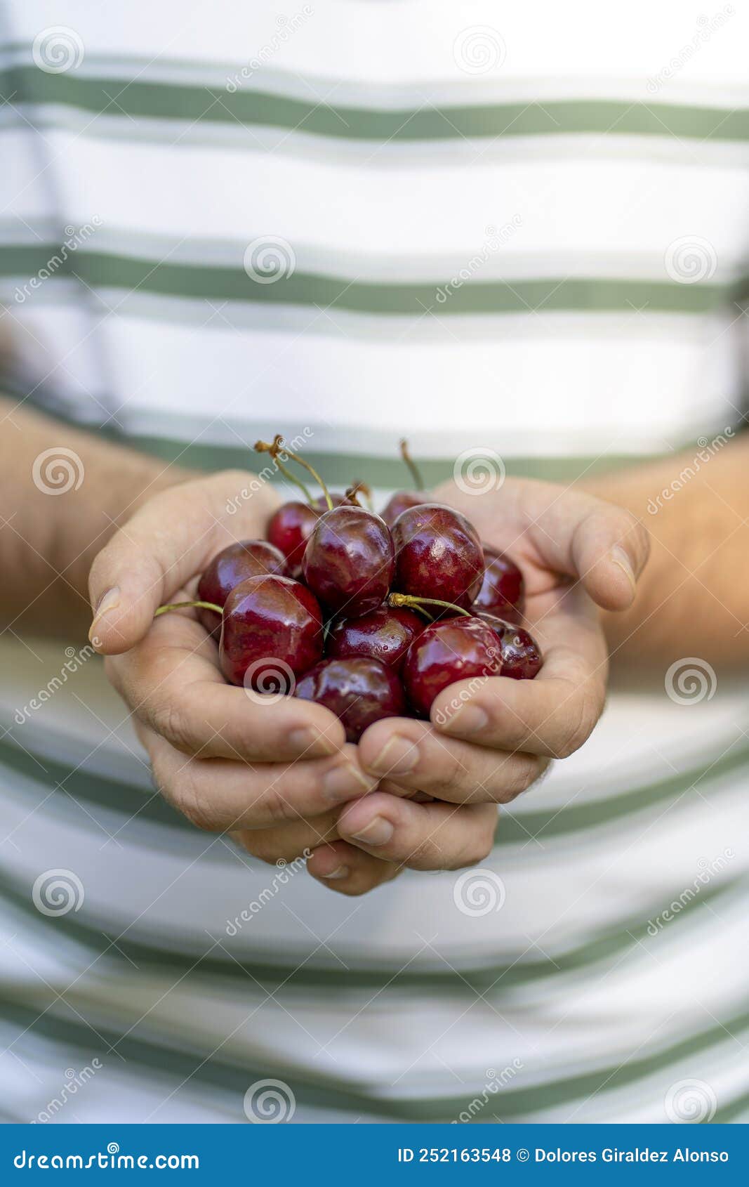 Red cherry man`s hands stock photo. Image of harvest - 252163548