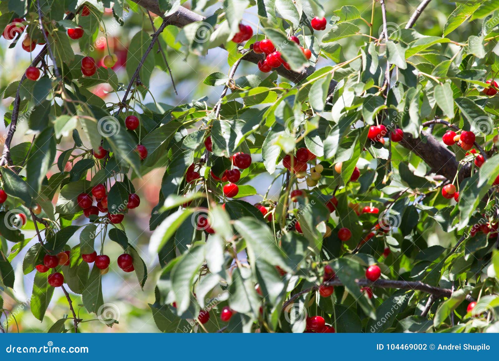 Red cherry on nature stock photo. Image of brightly - 104469002