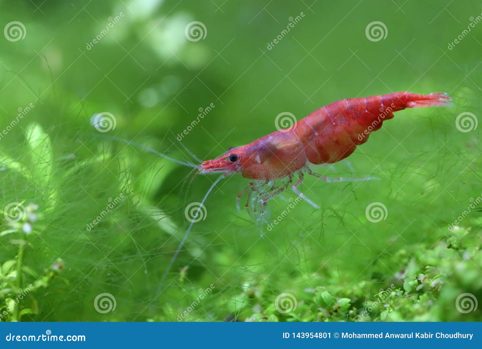 Red Cherry Shrimp (Neocaridina Denticulata) Stock Image | CartoonDealer ...