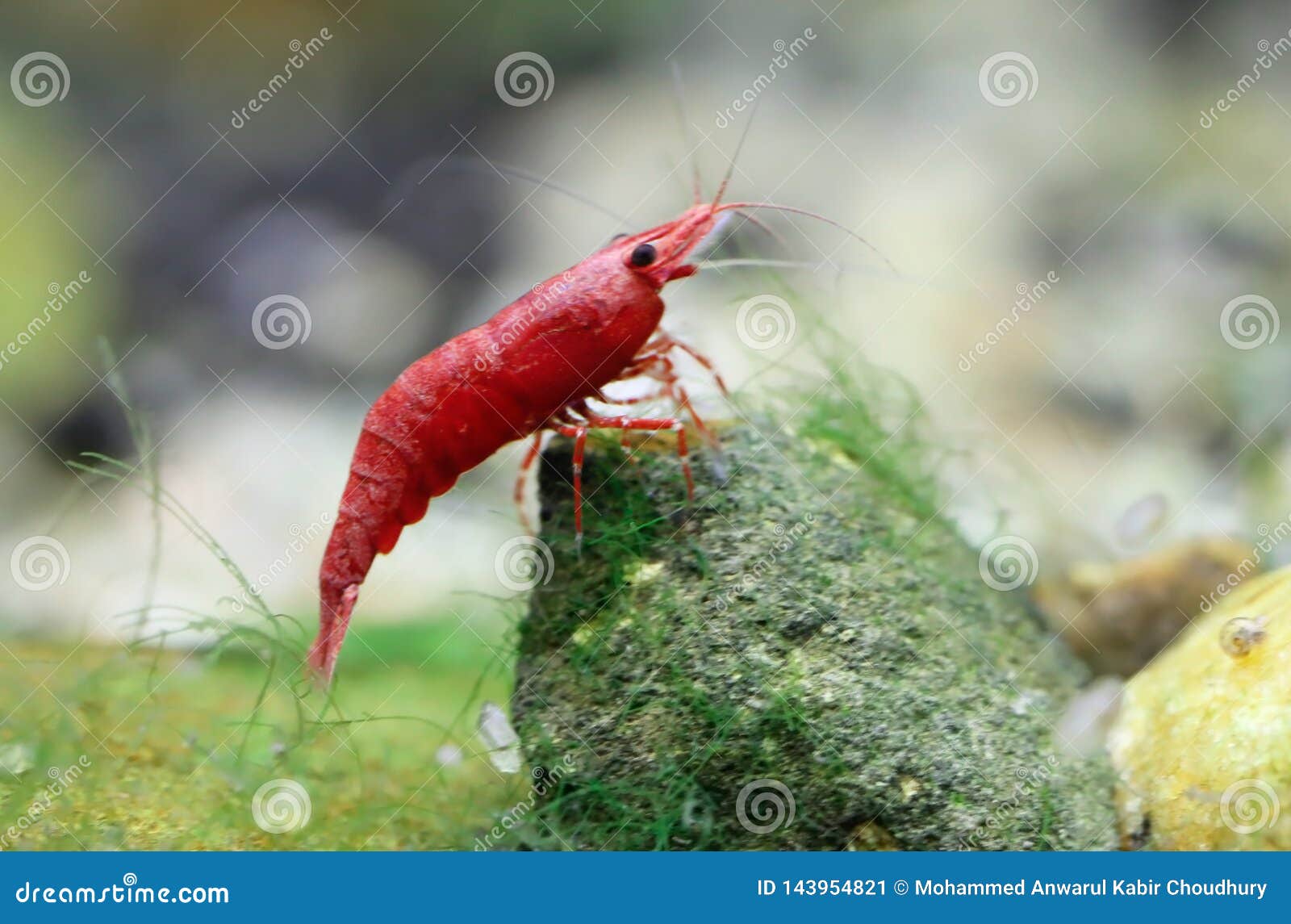 Red cherry shrimp stock image. Image of aquatic, neocardina - 143954821