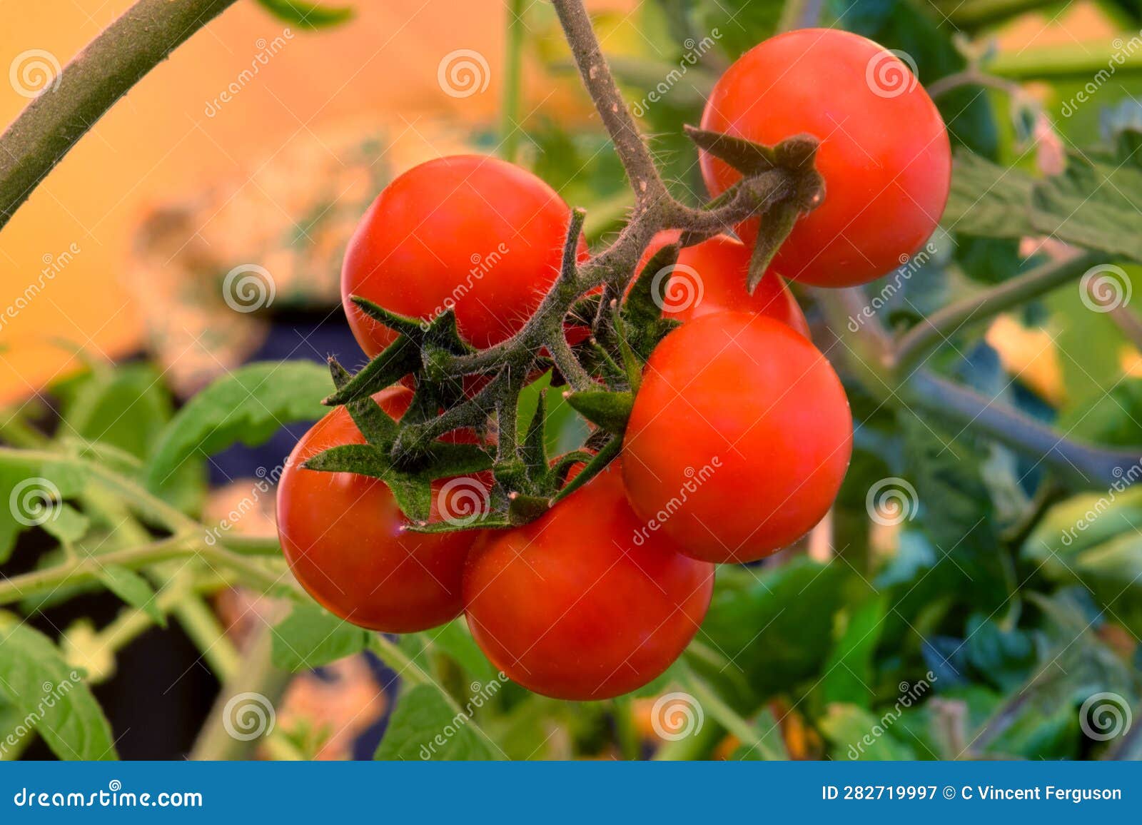 Red Cherry Tomato Cluster 01 Stock Image - Image of garden, vine: 282719997