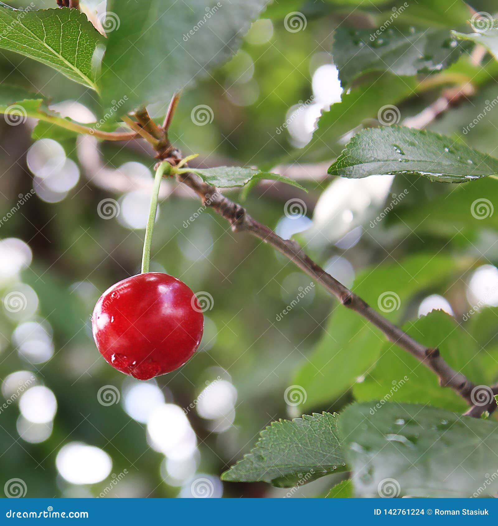 Red cherry on the tree stock photo. Image of agriculture - 142761224