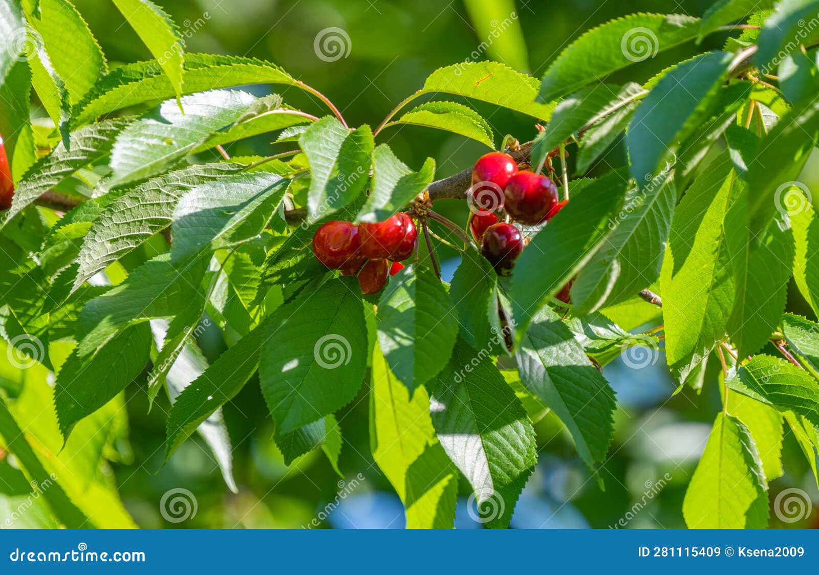 Red cherry on the tree stock image. Image of branch - 281115409