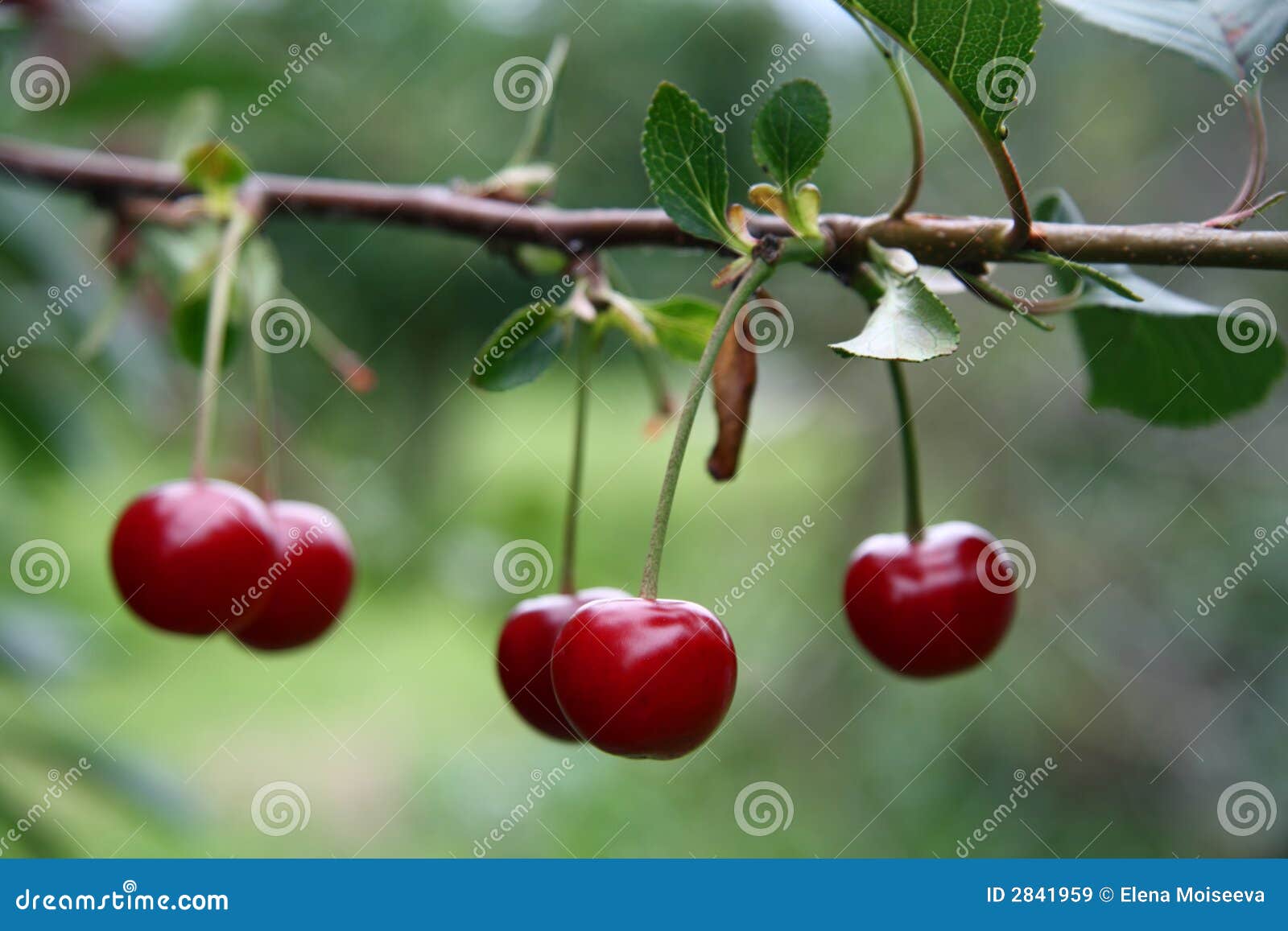 Red cherry on tree stock image. Image of picking, macro - 2841959
