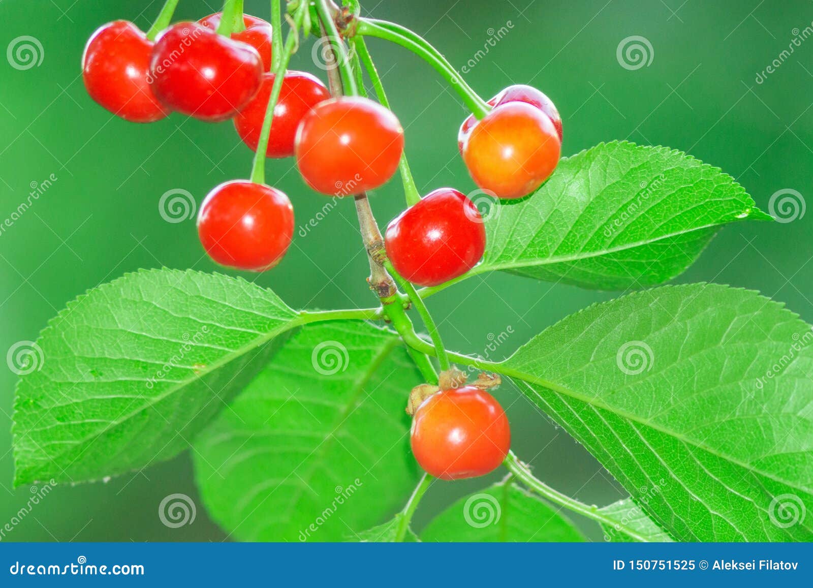 Red Cherry on a Tree Branch Stock Image - Image of closeup, natural ...