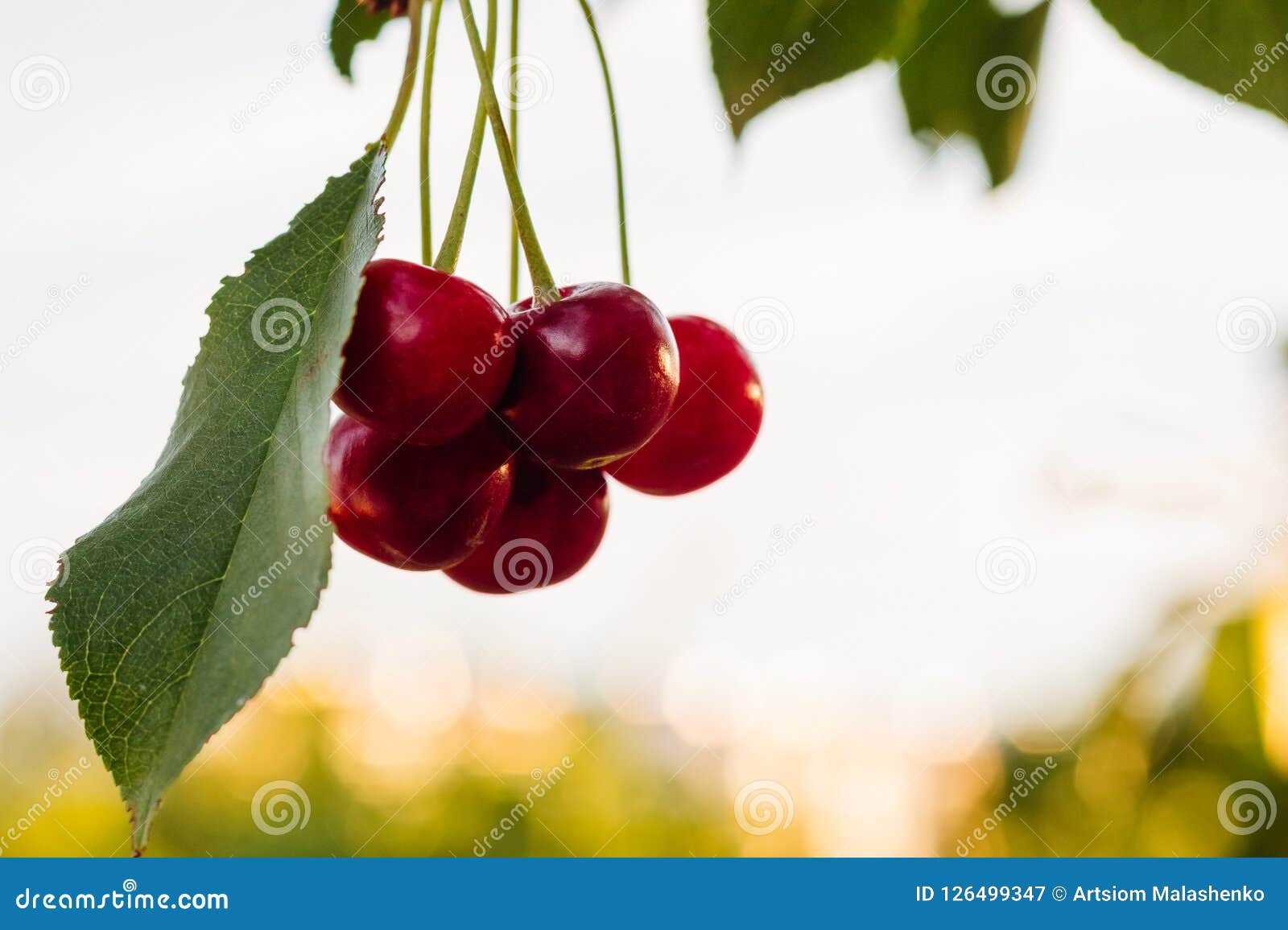 Red Cherry on a Tree Branch Stock Image - Image of organic, background ...