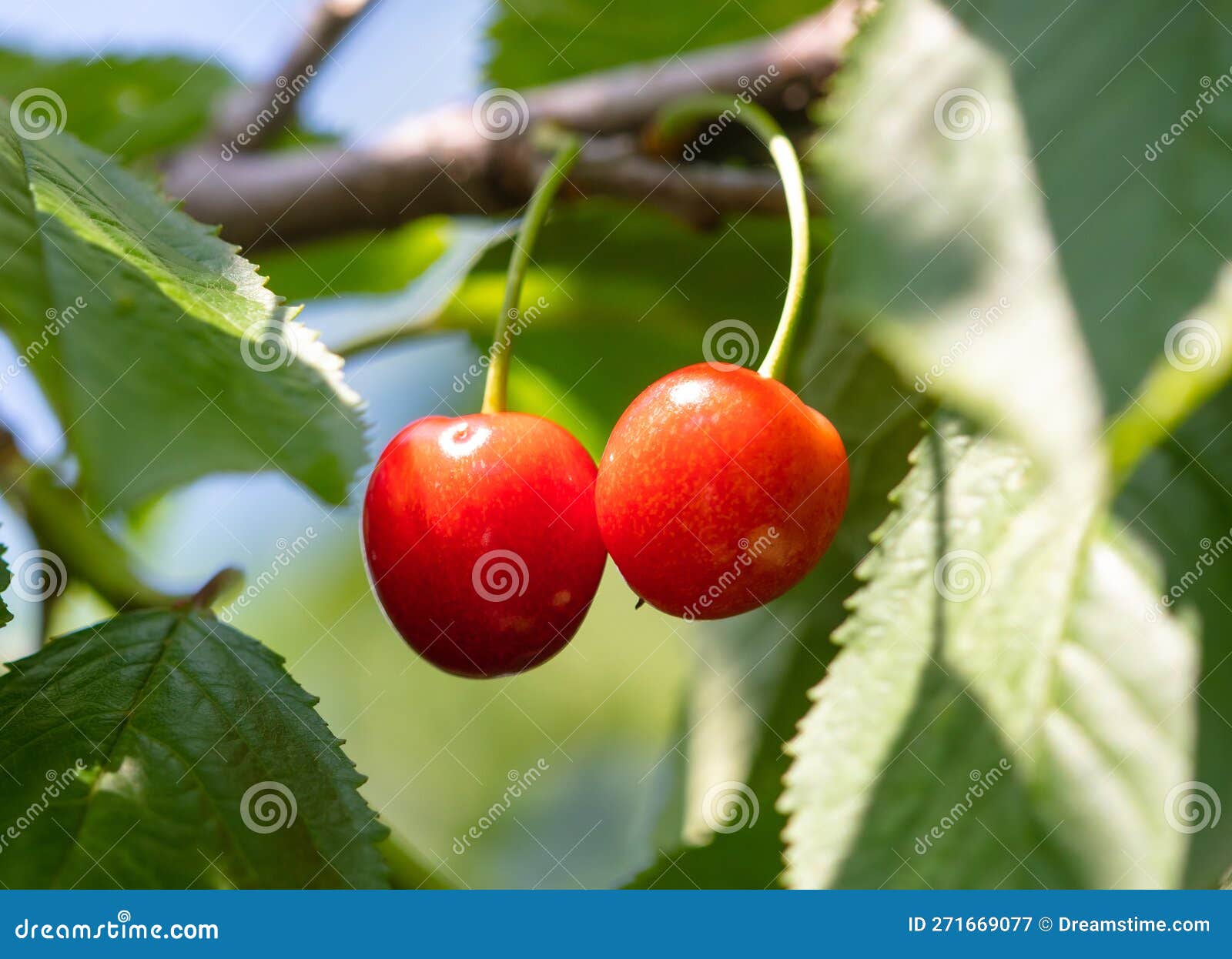 Red Cherry on a Tree Branch in Nature. Close-up Stock Image - Image of ...