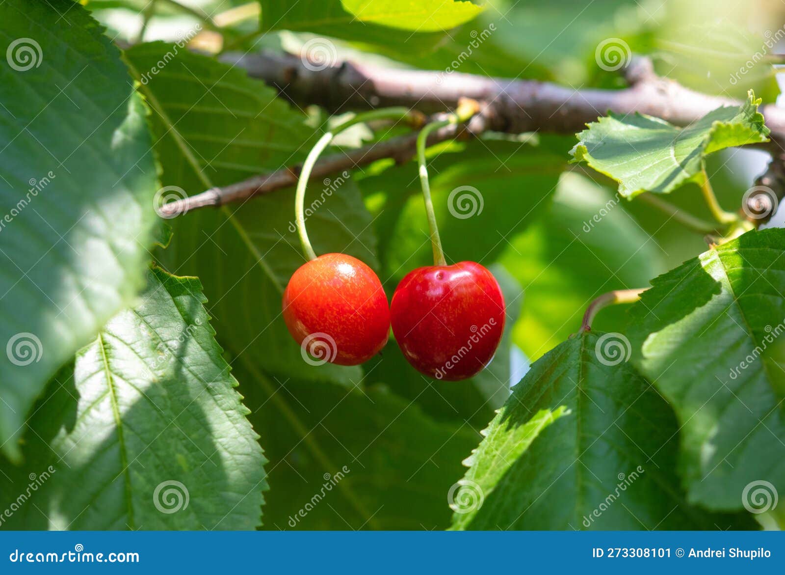 Red Cherry on a Tree Branch in Nature. Close-up Stock Image - Image of ...