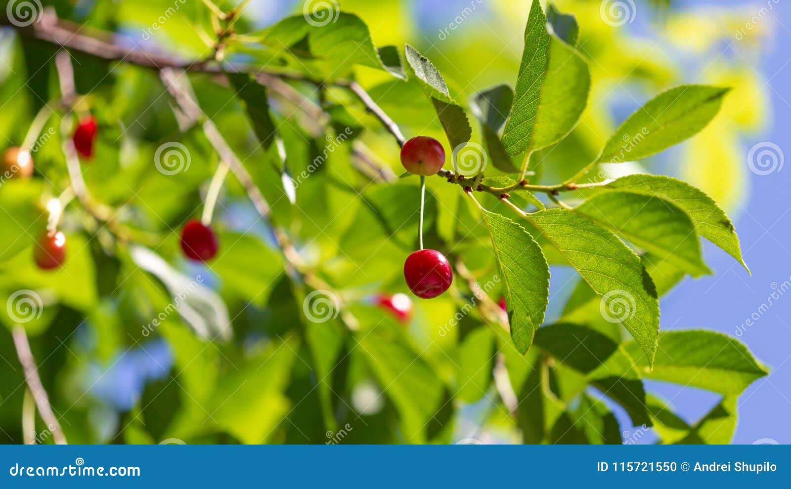 Red Cherry on a Tree Branch in Summer Stock Photo - Image of food ...