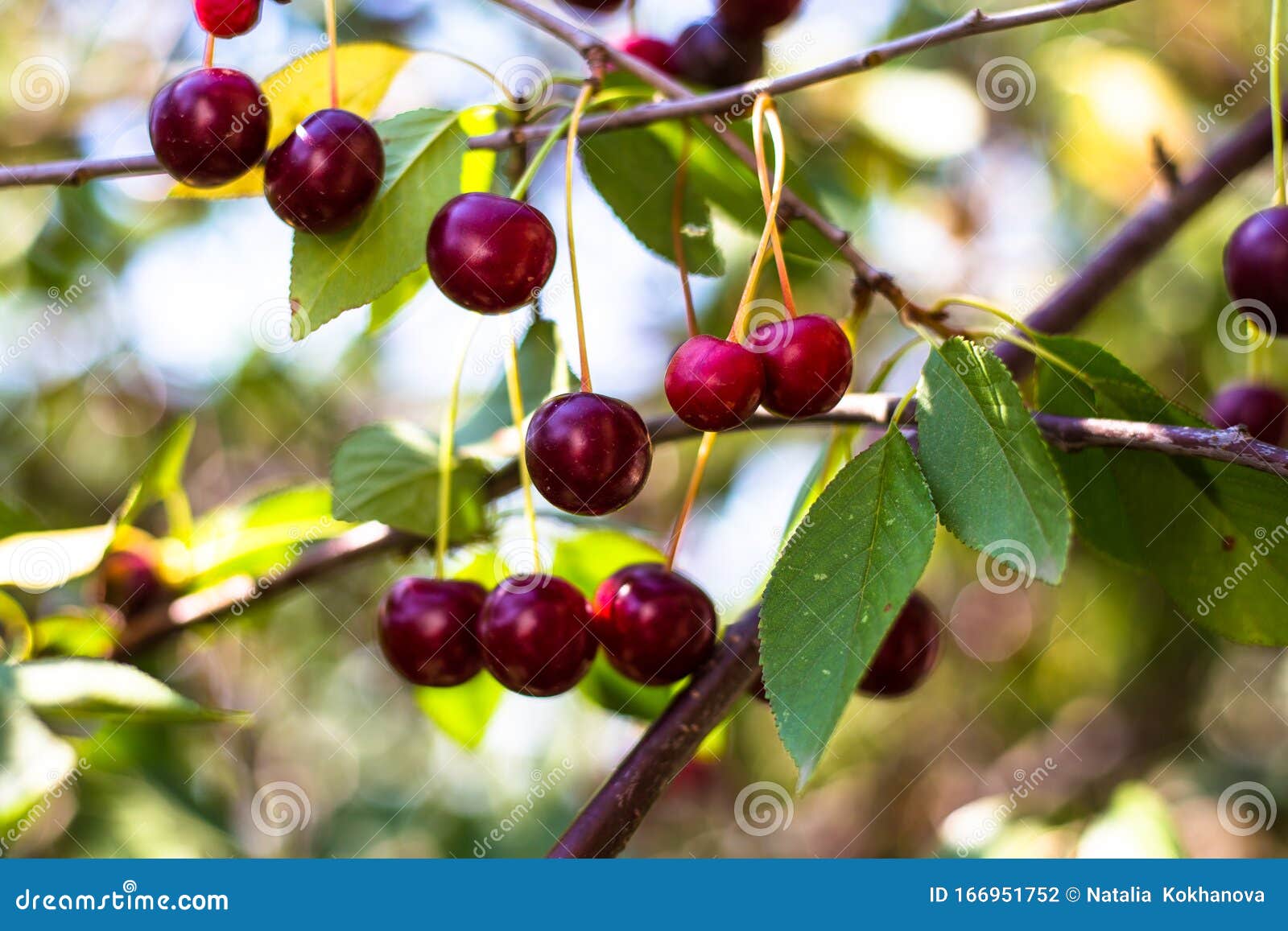 Red Cherry on a Tree Branch Stock Photo - Image of natural, background ...
