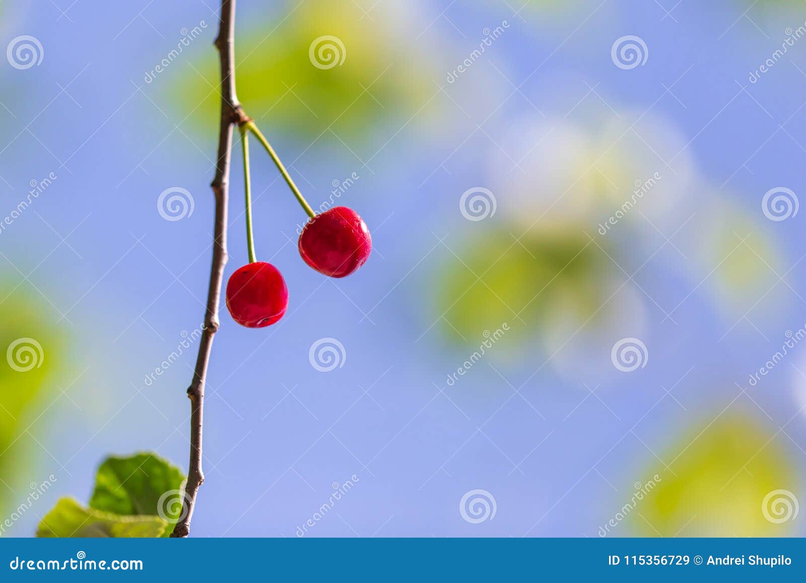 Red Cherry on a Tree Branch in Summer Stock Image - Image of vitamin ...