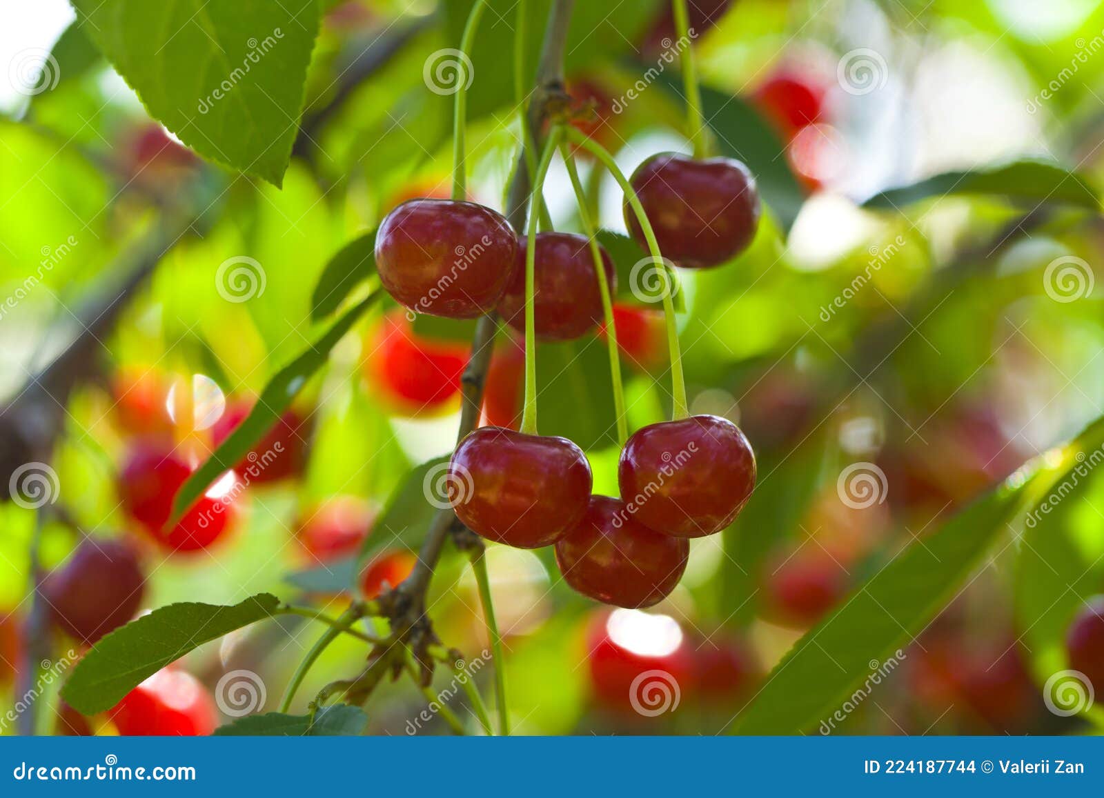 Red cherry on the tree stock photo. Image of food, leaves - 224187744