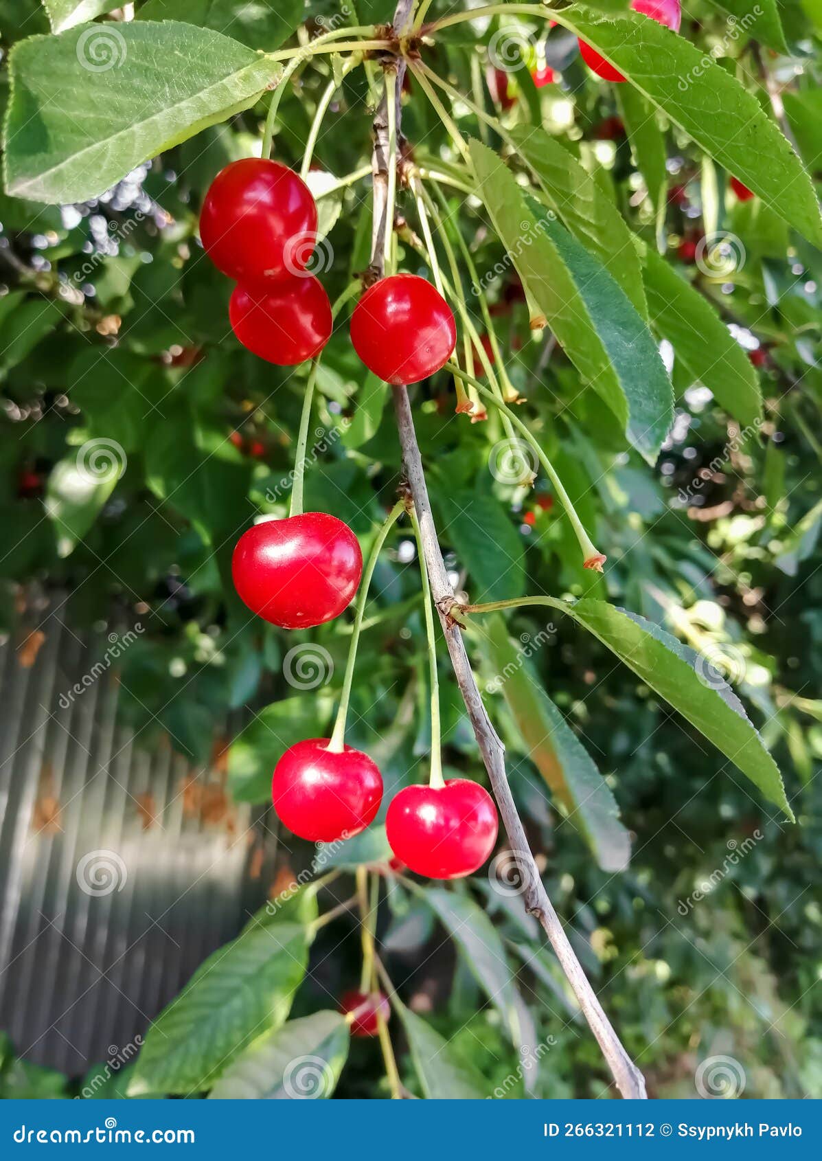 Red Cherry on a Tree.the First Red Cherry Berries Ripened on the Tree ...
