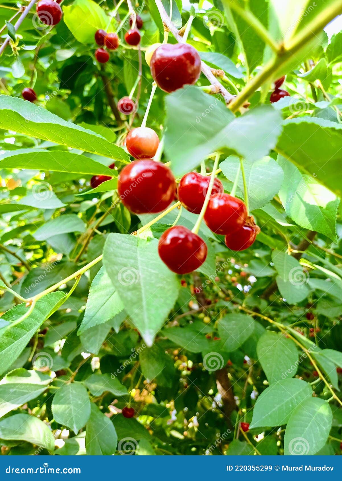 Red Cherry Tree, Green Leaves, Beautiful Picture, for the Background ...