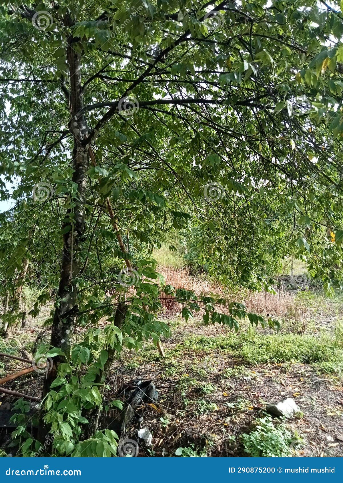 Red Cherry Tree from Indonesia Stock Photo - Image of trail, shrub ...