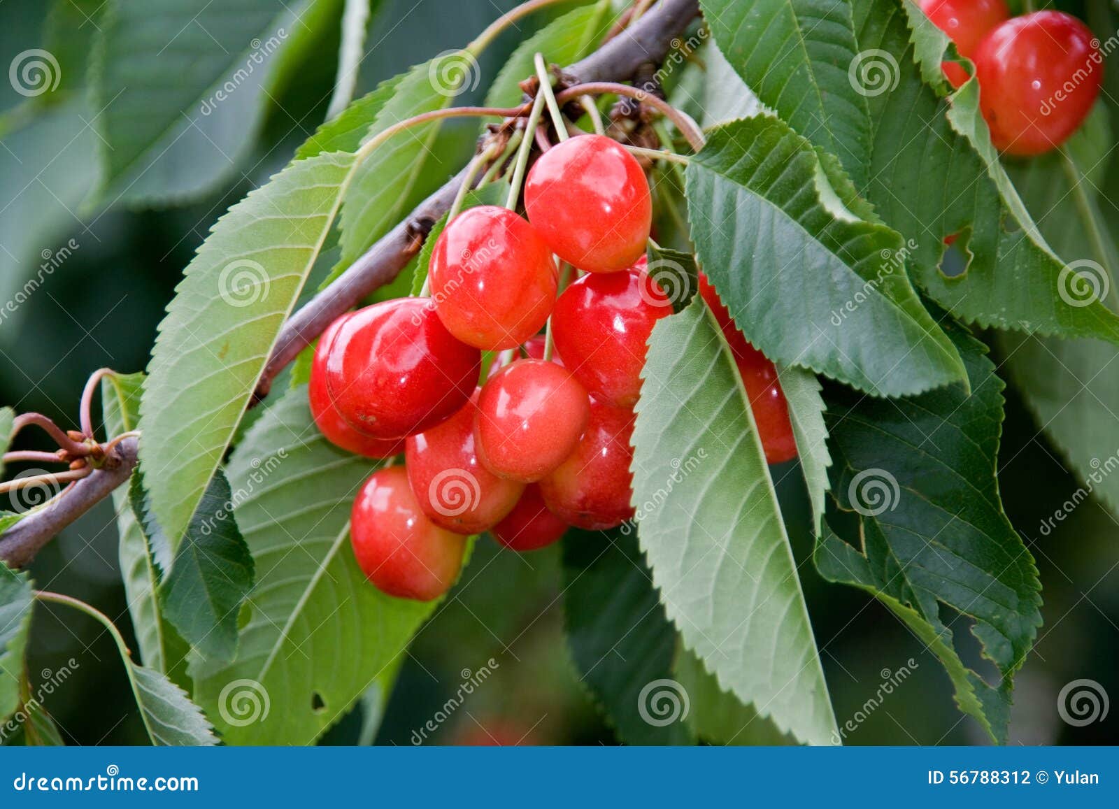 Red cherry on tree stock photo. Image of healthy, green - 56788312