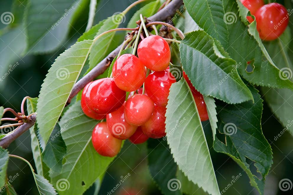 Red cherry on tree stock photo. Image of healthy, green - 56788312