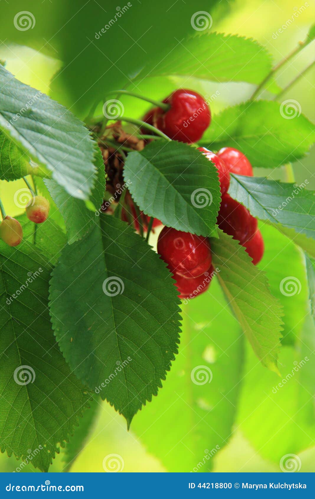 Red cherry stock photo. Image of farm, green, summer - 44218800