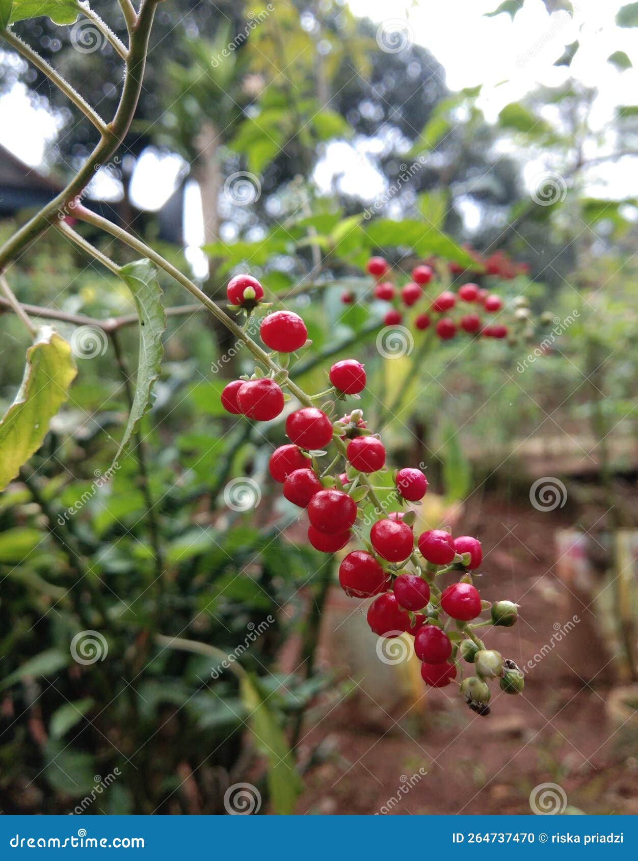 Small Red Cherry Tree with Green Leaves Stock Photo - Image of leaf ...